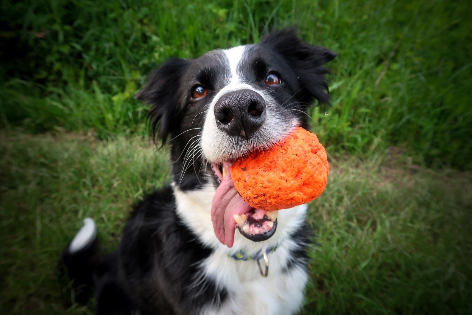 WUNDERBALL review - Best Fetch Toy